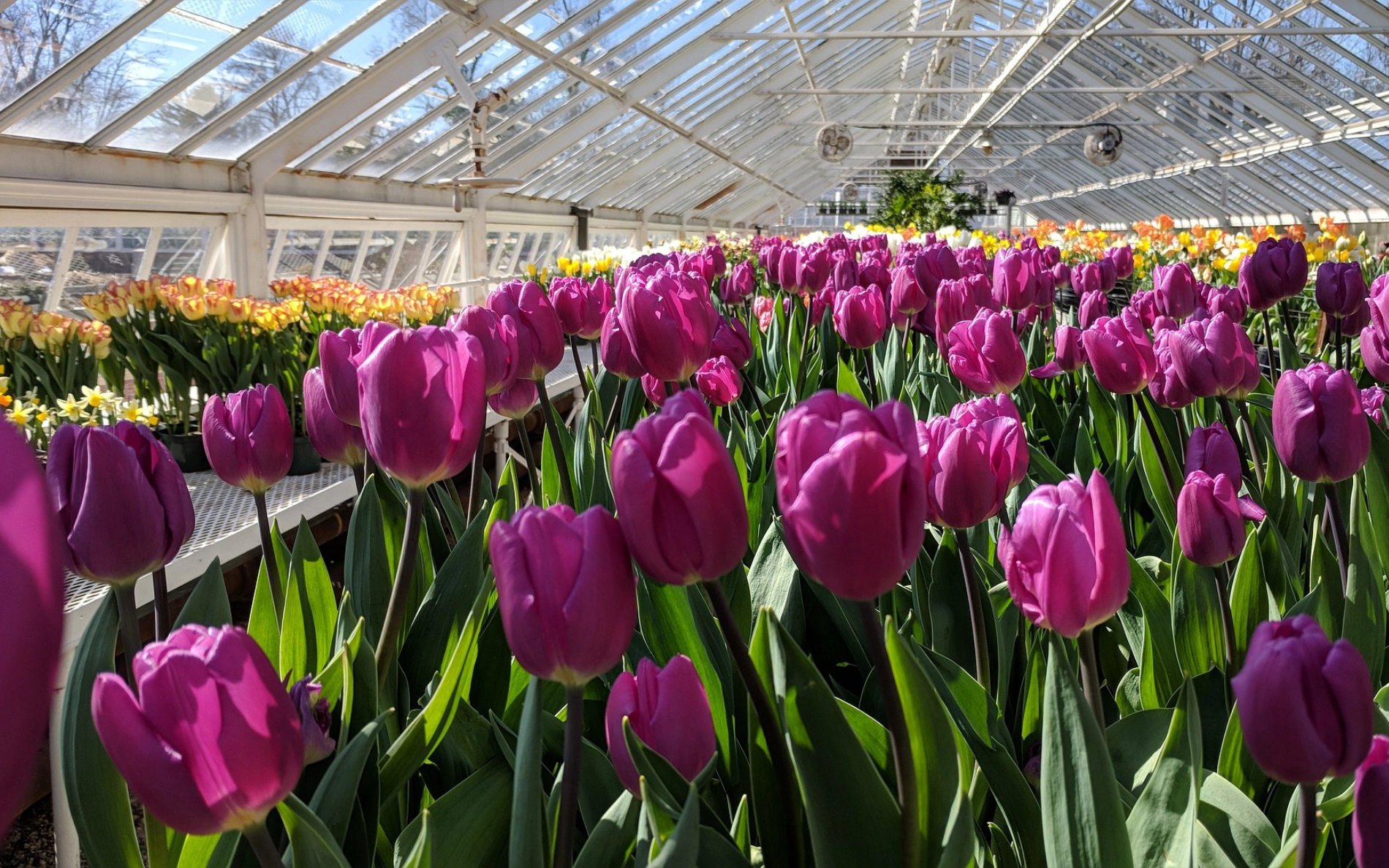 Telen van gewassen in een gebouw - Milieuadviesbureau AdbLOM